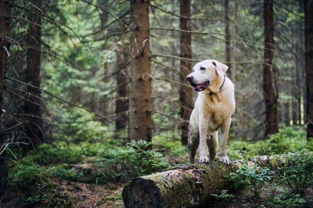 Camping with Dogs: The Ultimate Guide to Dog-Friendly Adventures in ...