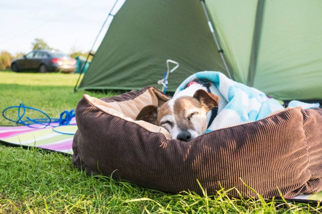 Camping with Dogs: The Ultimate Guide to Dog-Friendly Adventures in ...