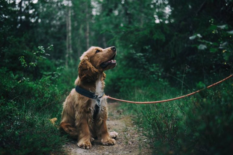 Camping with Dogs: The Ultimate Guide to Dog-Friendly Adventures in ...